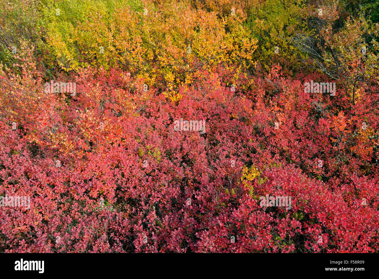 Tundra plants with autumn colour along the shore of Ennadai Lake ...