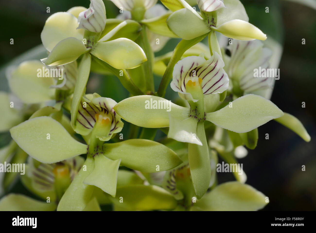 Lined Petal Prosthechea Orchid - Prosthechea radiata From Central ...