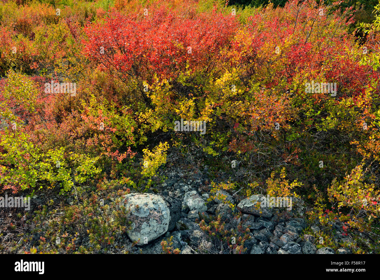 Tundra plants with autumn colour along the shore of Ennadai Lake ...