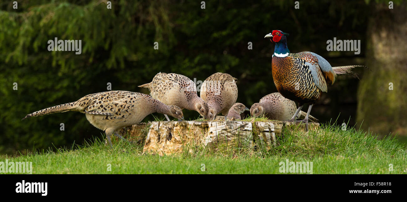 Male and female pheasants hi-res stock photography and images - Alamy