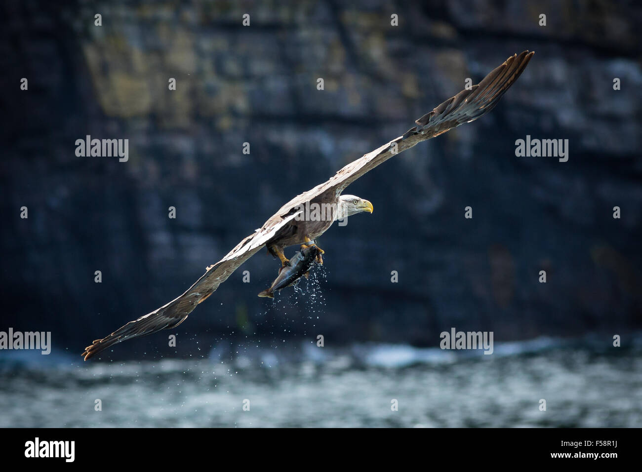 White-tailed Eagle with Fish off the island of Mull, Scotland Stock ...
