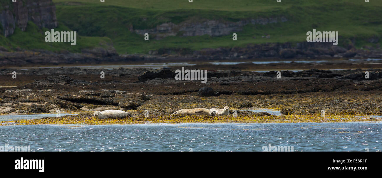 Seals scottish coast hi-res stock photography and images - Alamy