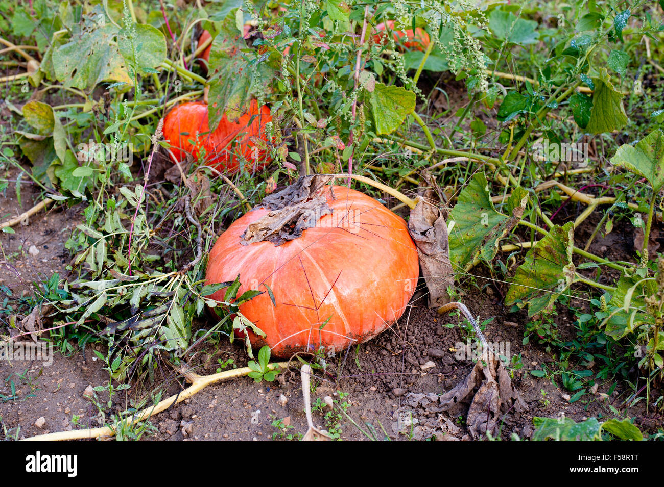Pumpkin close up ready for harvesting Stock Photo - Alamy