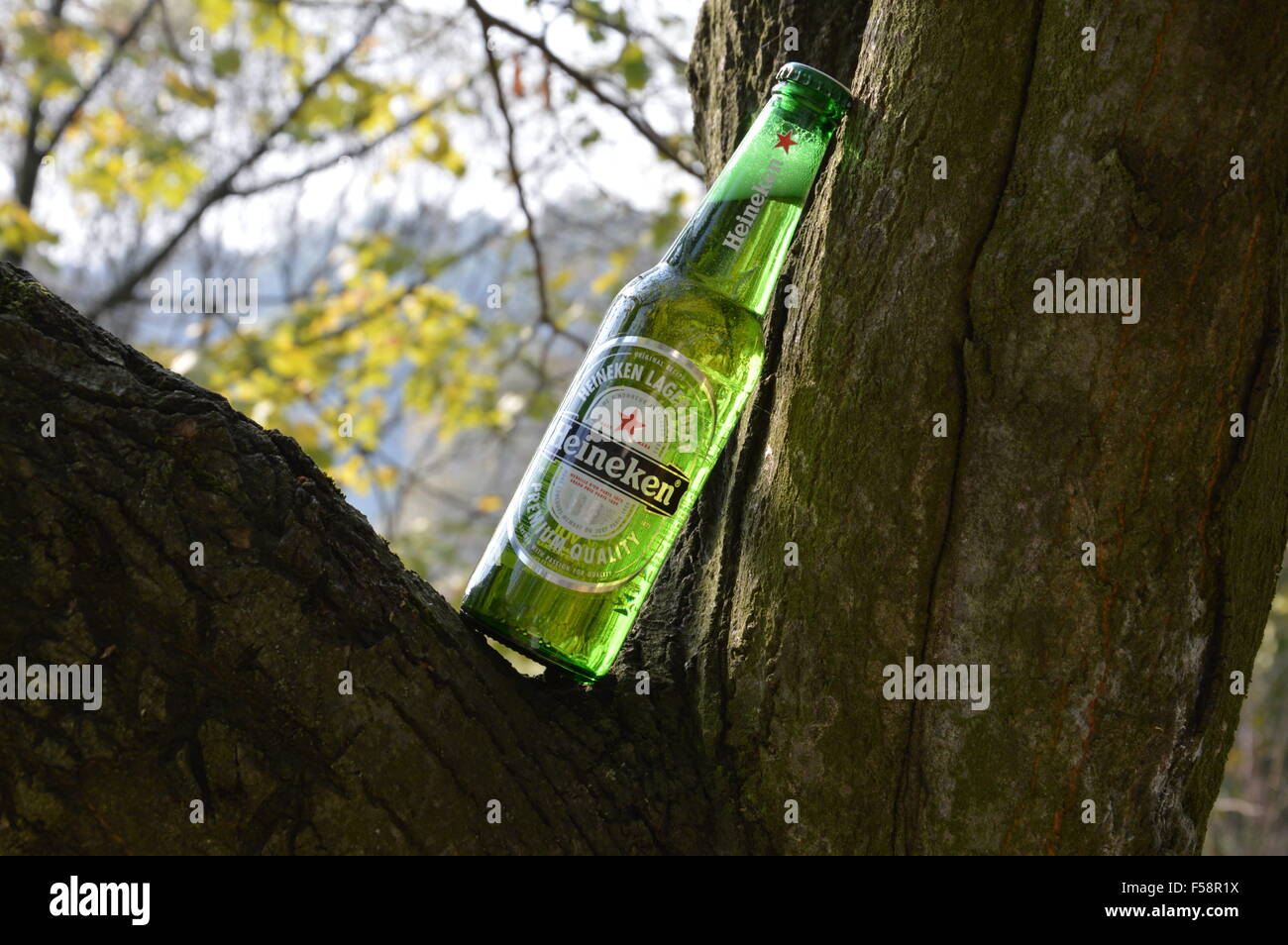 illustrative bottles beer on the tree in nature and this beer produced ...
