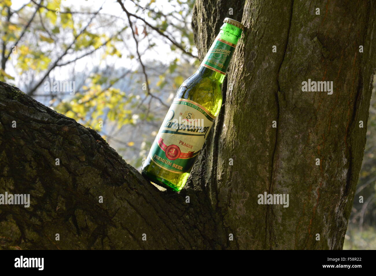 illustrative bottles beer on the tree in nature and this beer produced ...