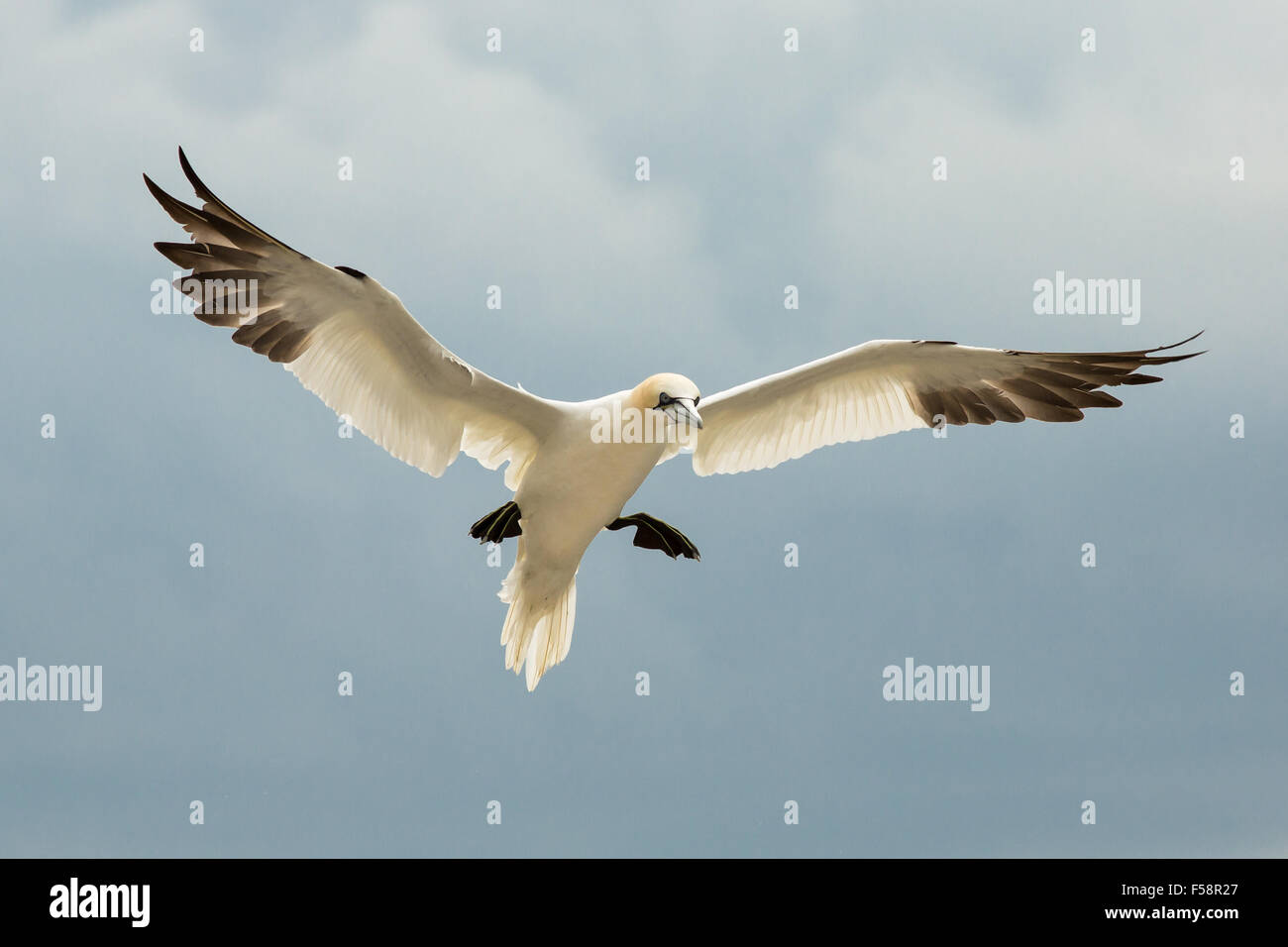 Scottish gannet hi-res stock photography and images - Alamy