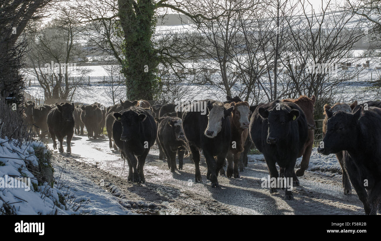 Cattle lane hi-res stock photography and images - Alamy
