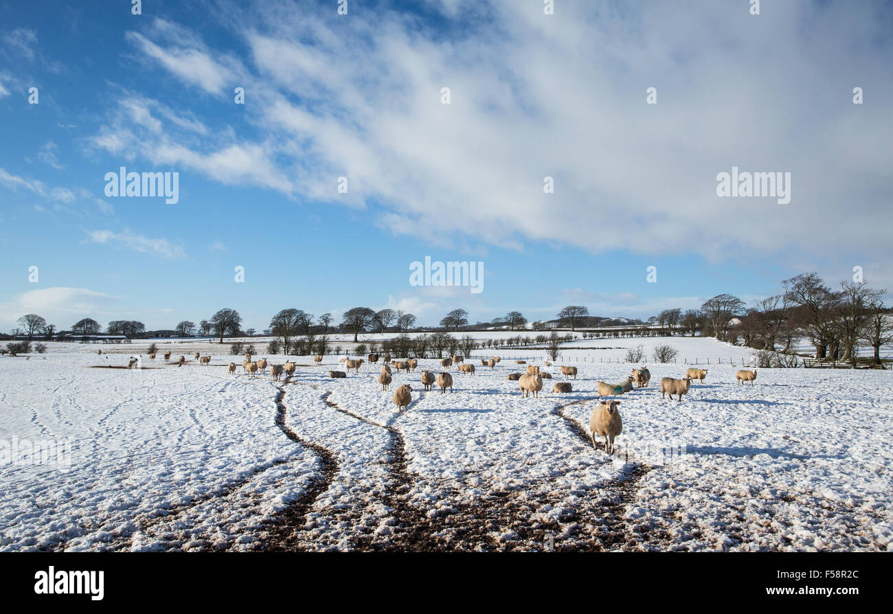 Sheep tracks hi-res stock photography and images - Alamy