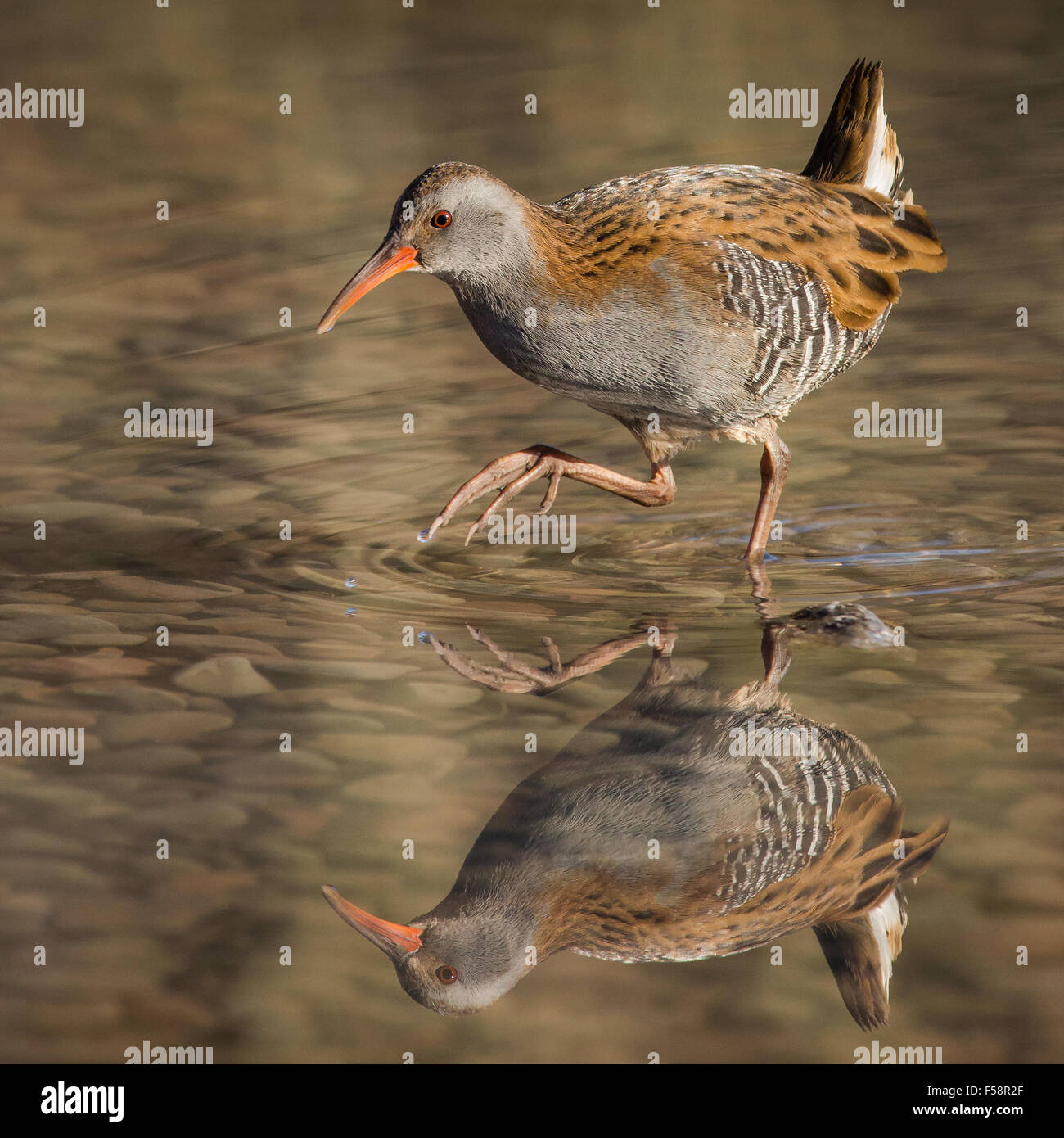Water Rail wading through water with with reflection Stock Photo - Alamy