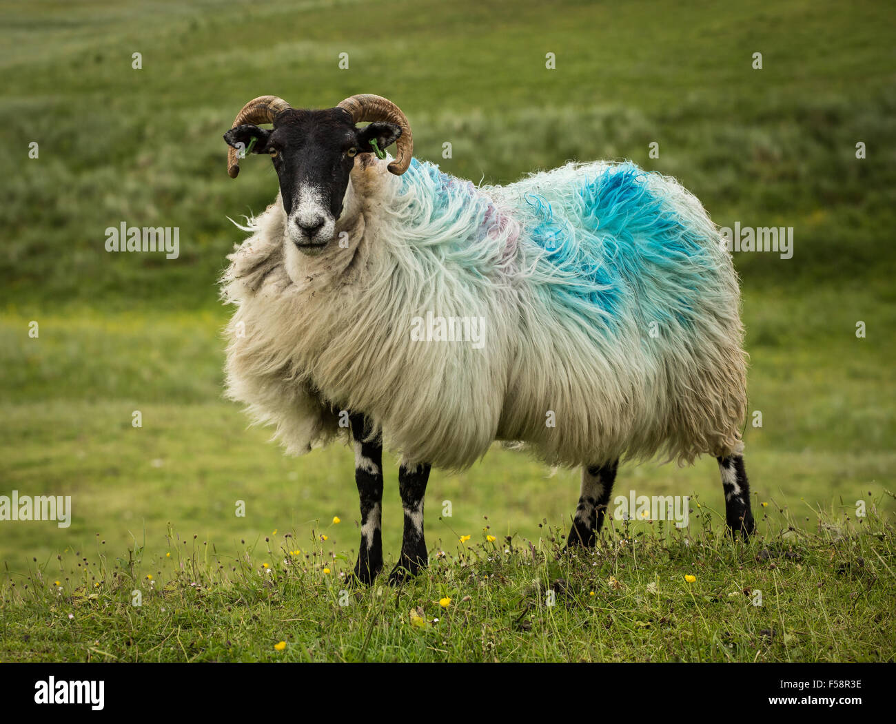 A Hebridean Sheep with its wool coat coloured with blue dye Stock Photo ...
