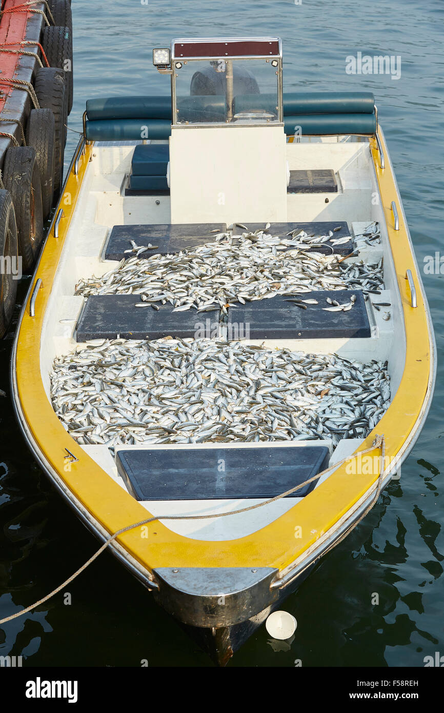 Small Fishing Boat Filled With The Days Catch Of Fresh Fish Moored At ...