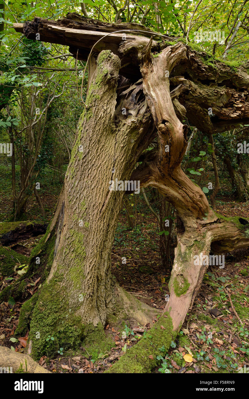 Snapped tree trunk hi-res stock photography and images - Alamy