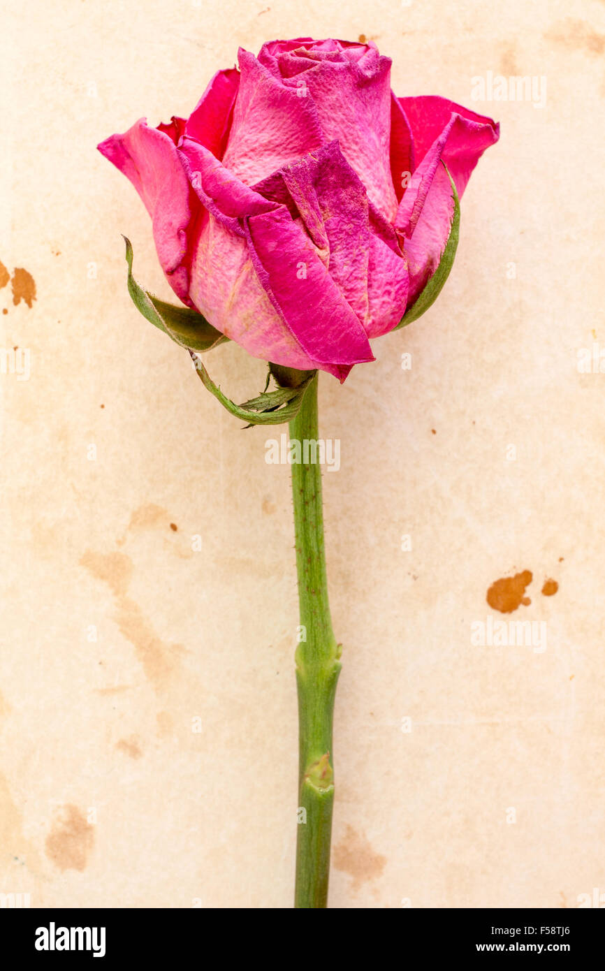 Old pink rose on old paper background Stock Photo - Alamy