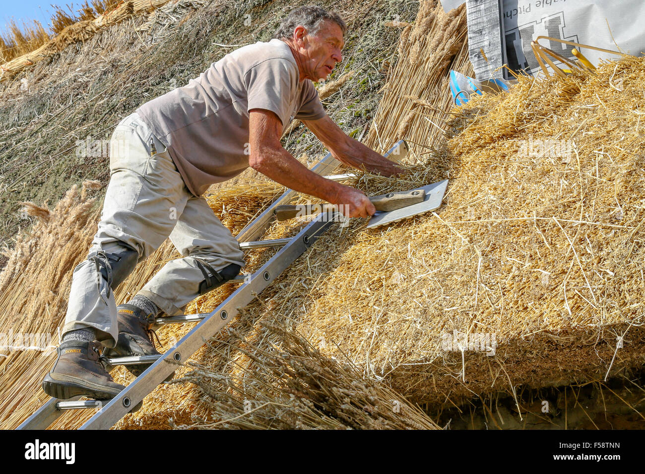 Skilled thatchers at work restoring a thatched roof on a cottage in ...