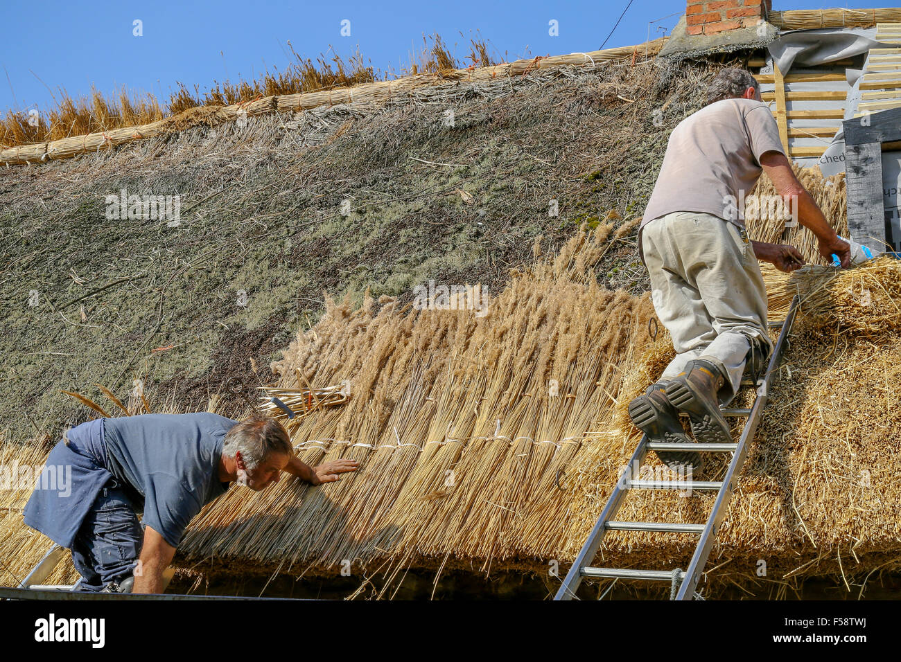 Skilled thatchers at work restoring a thatched roof on a cottage in ...
