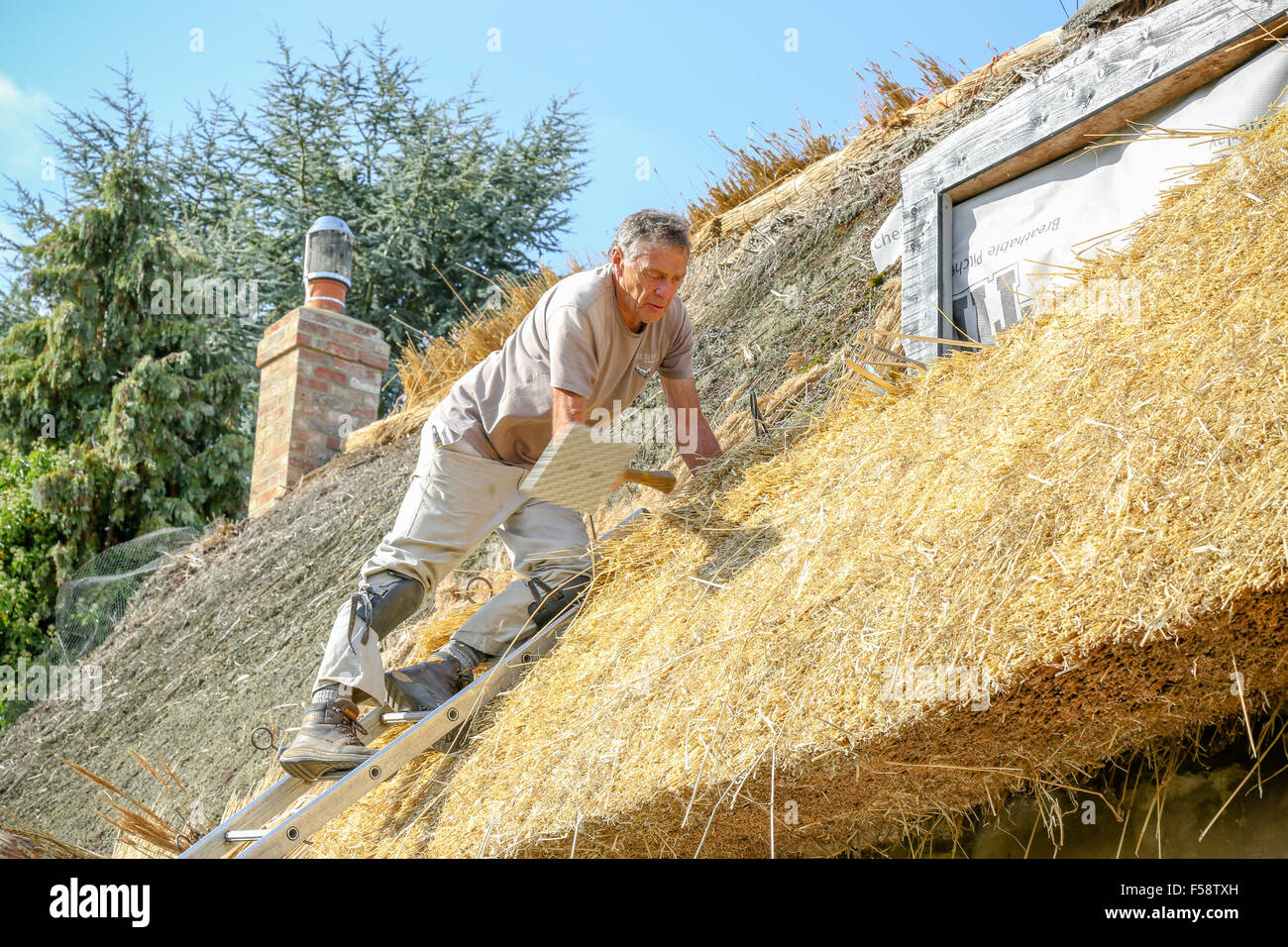 Skilled thatchers at work restoring a thatched roof on a cottage in ...