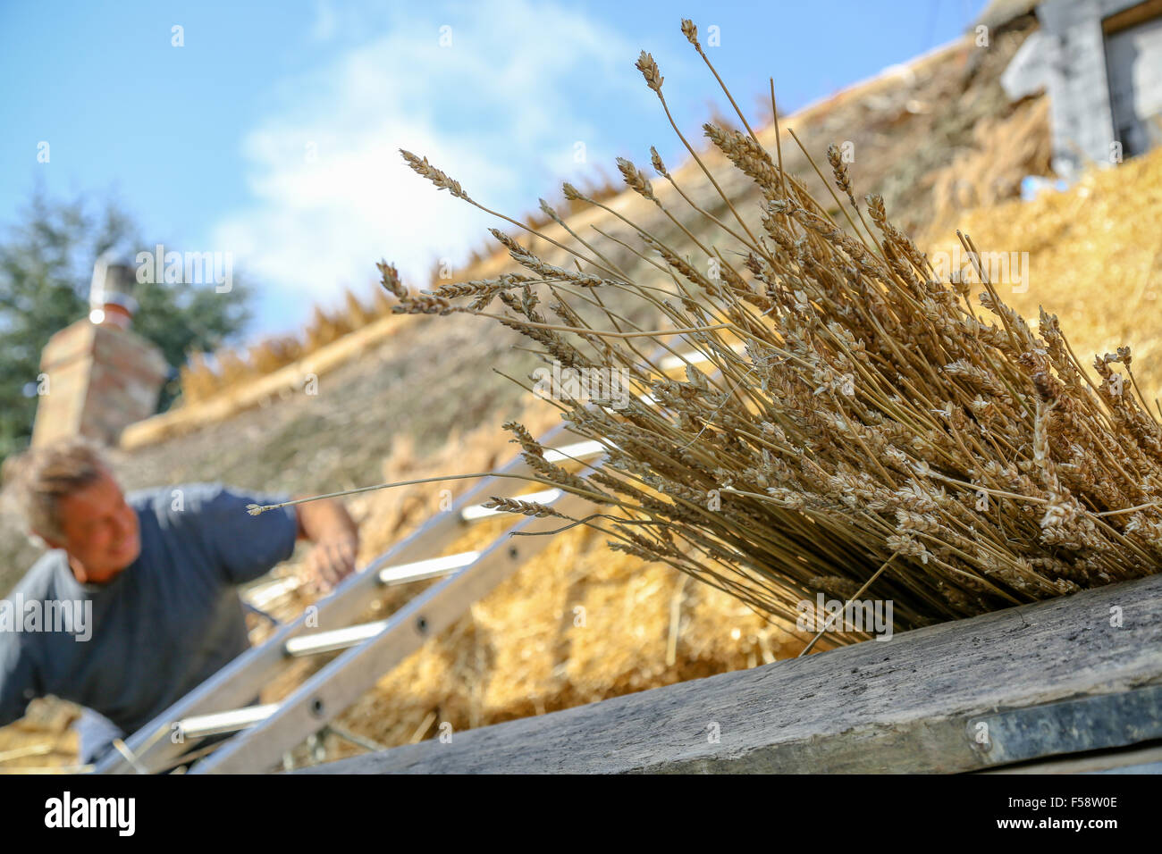 Skilled thatchers at work restoring a thatched roof on a cottage in ...
