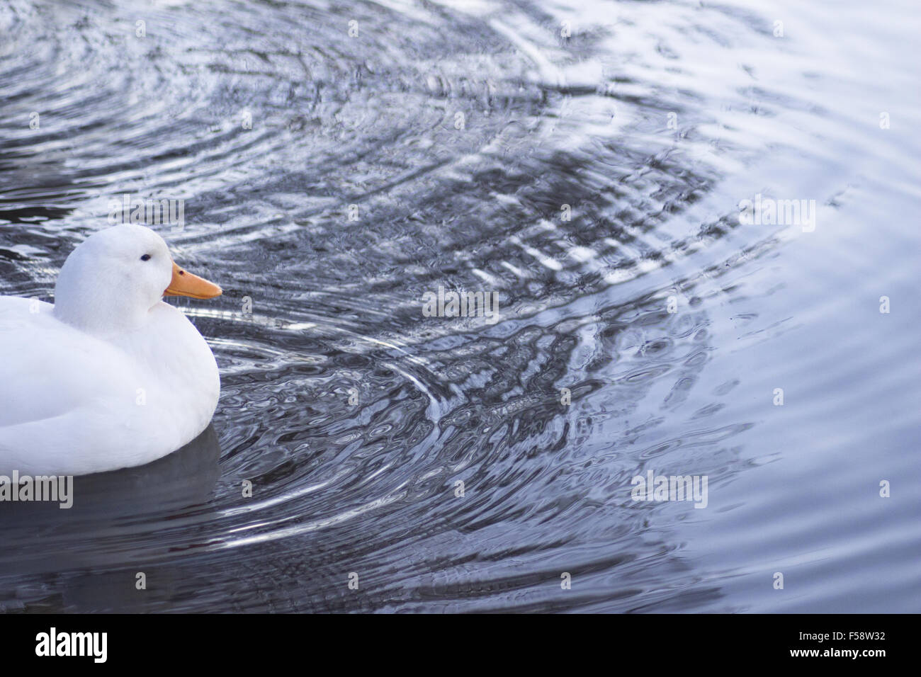White duck swimming on lake color photo Stock Photo - Alamy