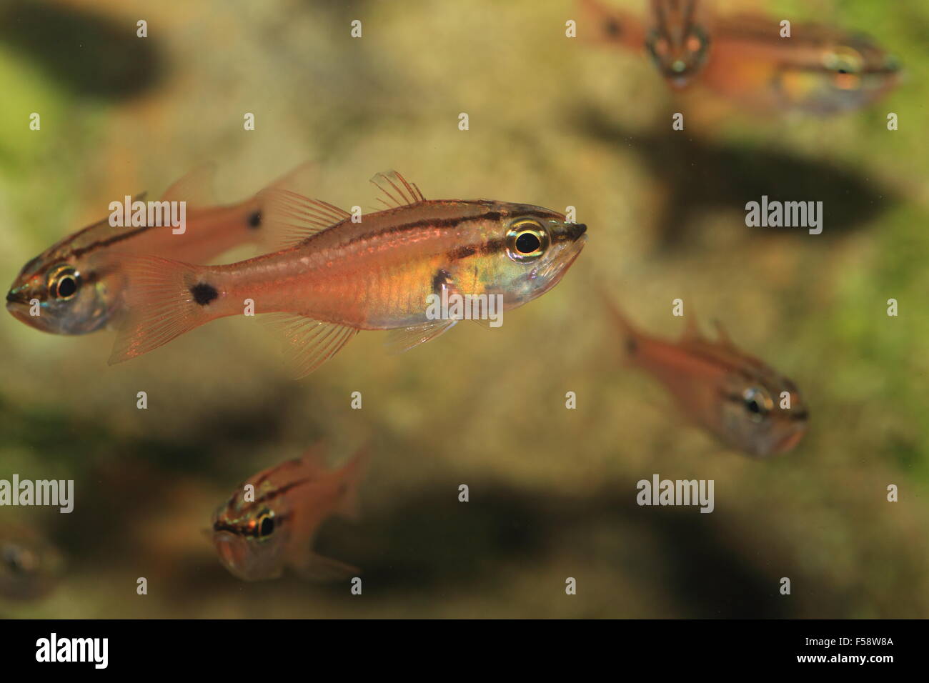 Half-lined cardinal (Apogon semilineatus) in Japan Stock Photo - Alamy