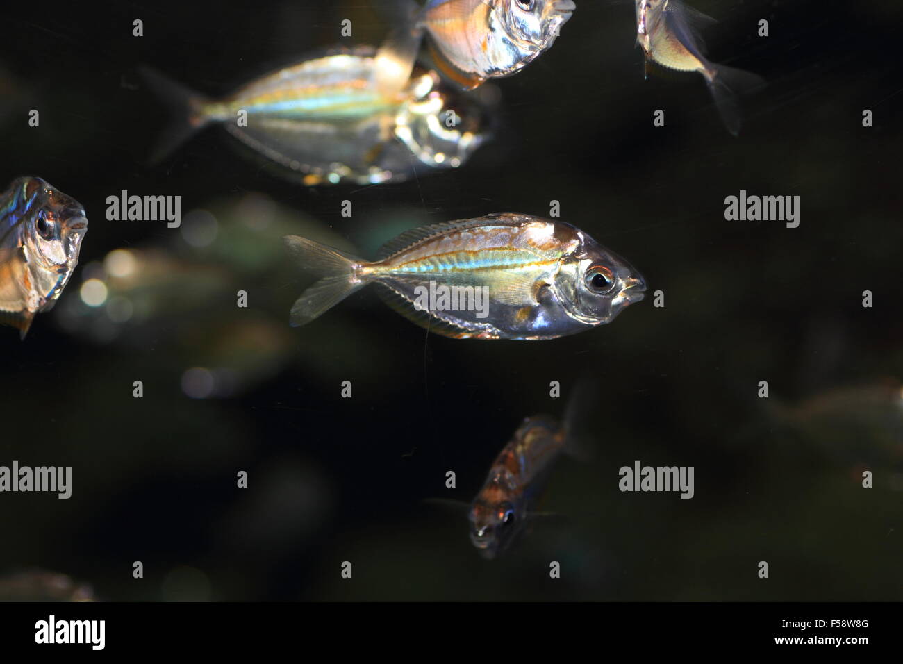 Spotnape ponyfish (Nuchequula nuchalis) in Japan Stock Photo - Alamy