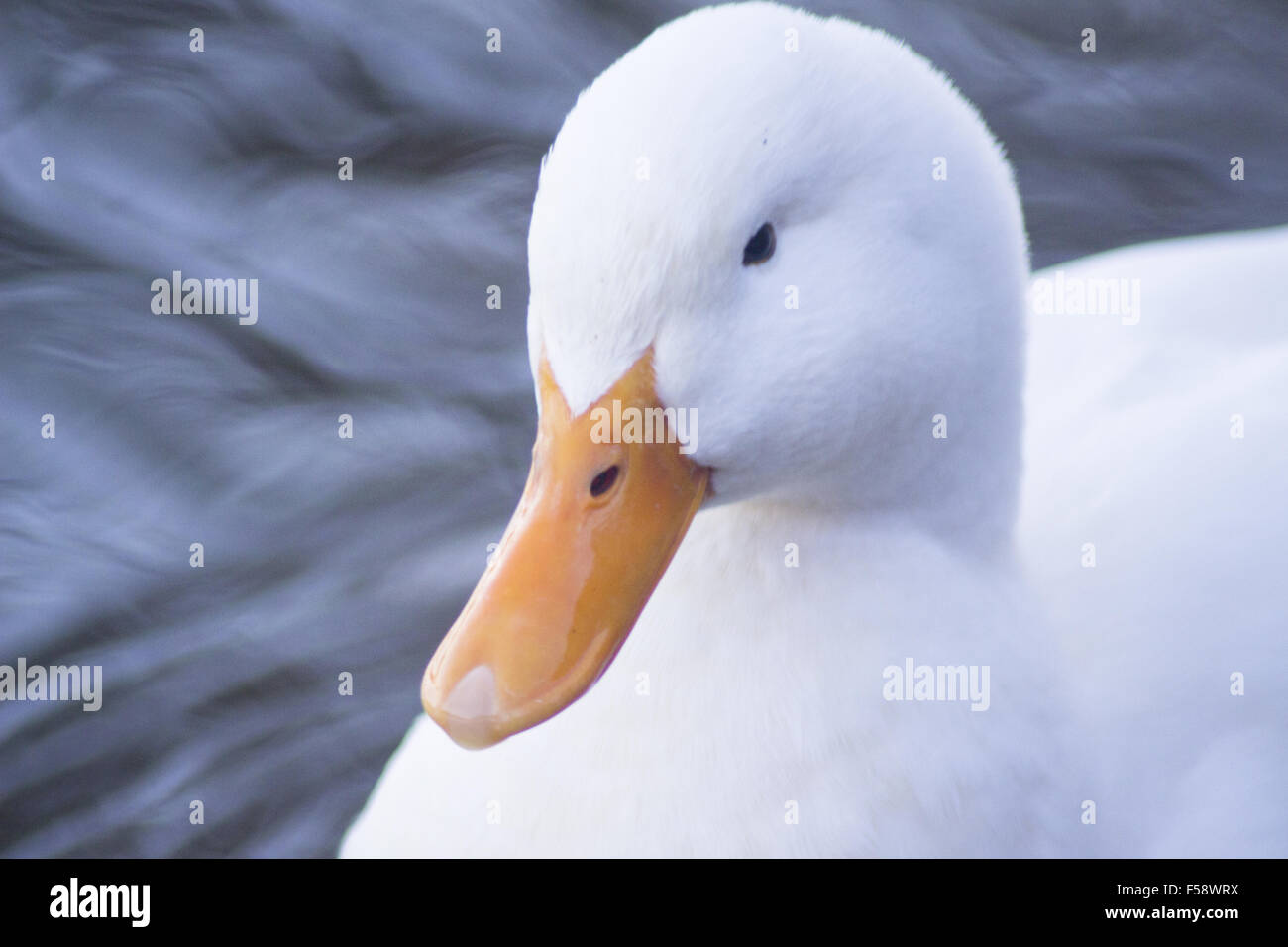 White duck swimming on lake color photo Stock Photo - Alamy