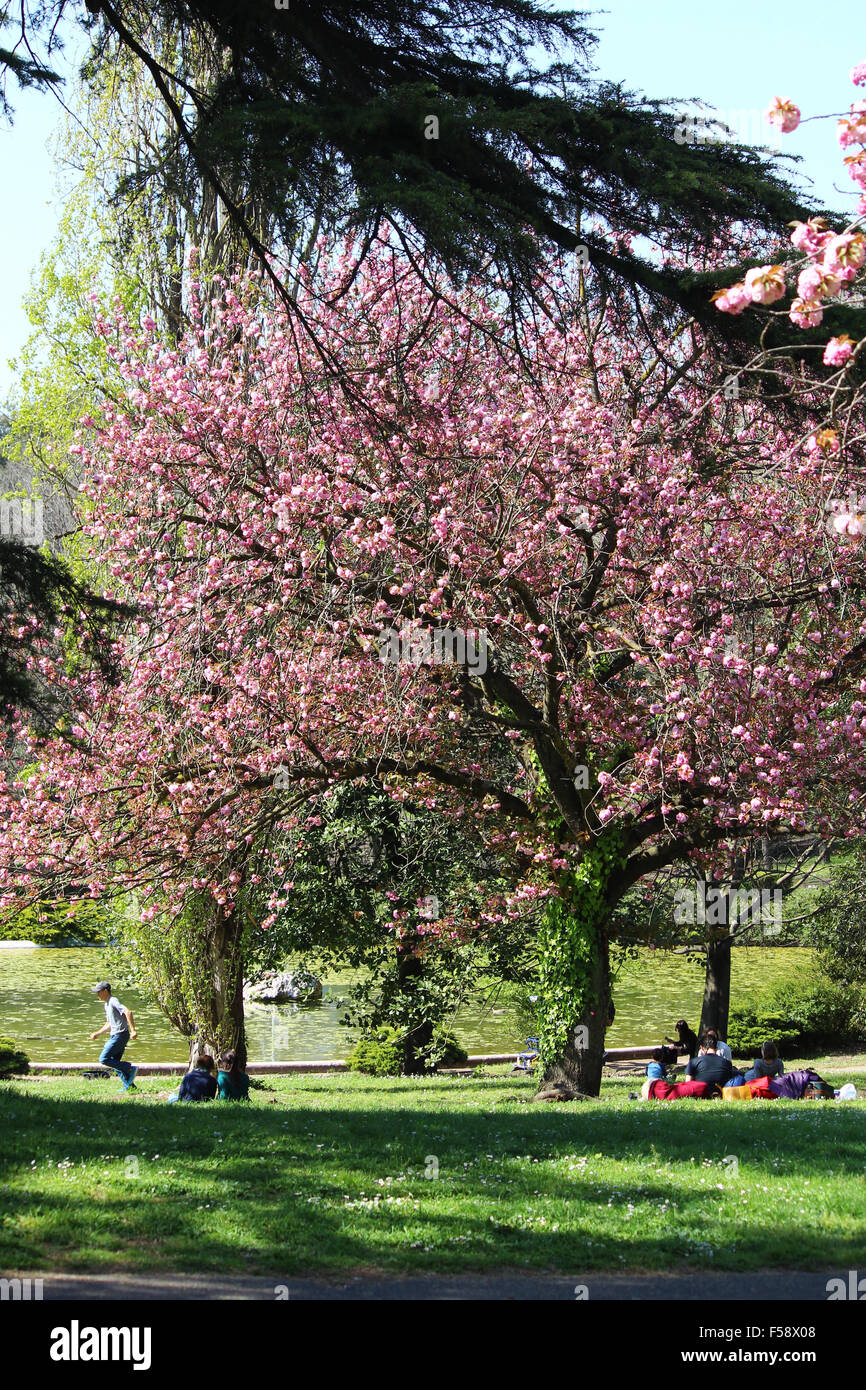 Spring in Rome! Beautiful tree blooming pink flowers Stock Photo - Alamy