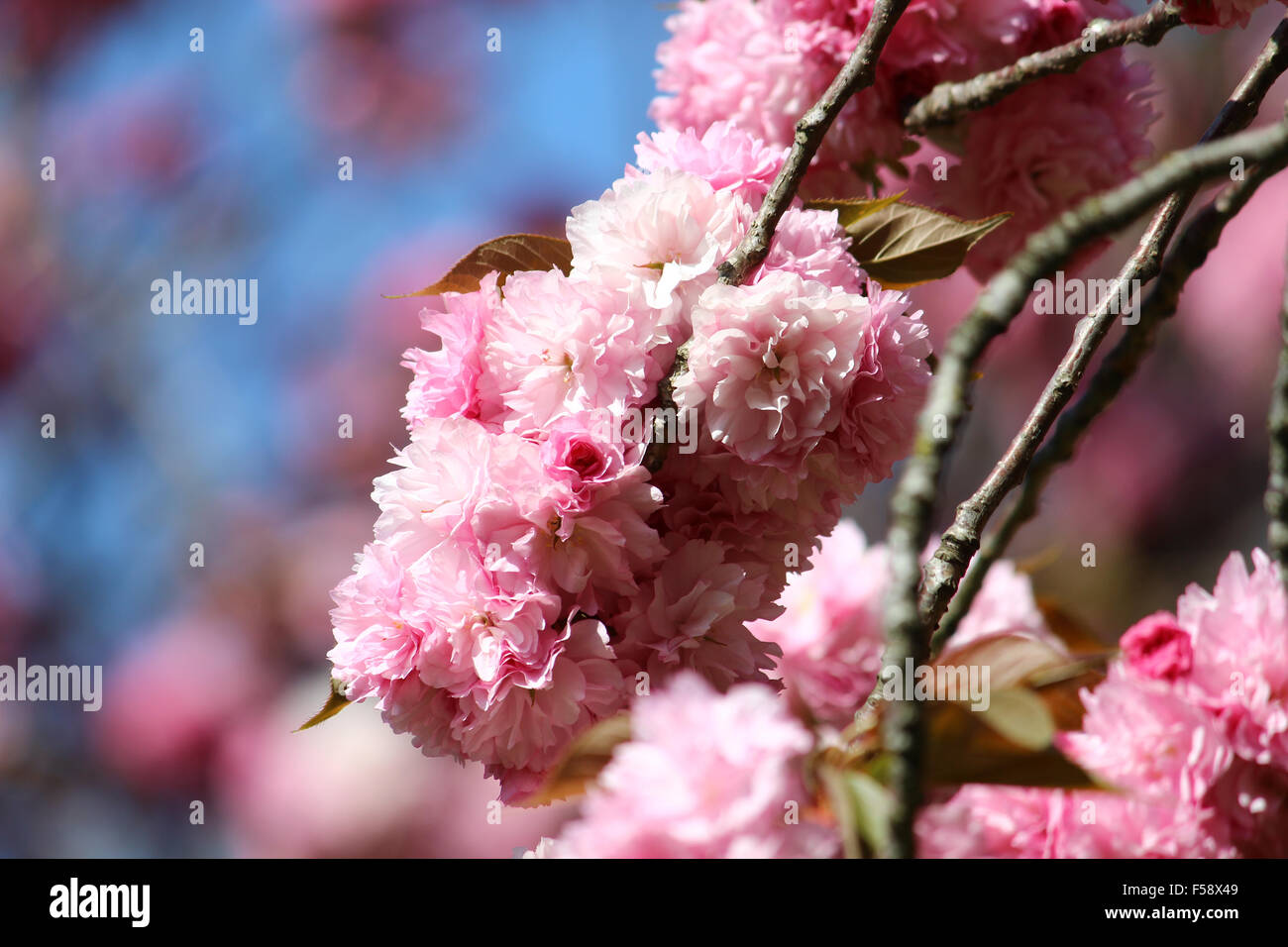 Spring in Rome! Beautiful tree blooming pink flowers Stock Photo - Alamy