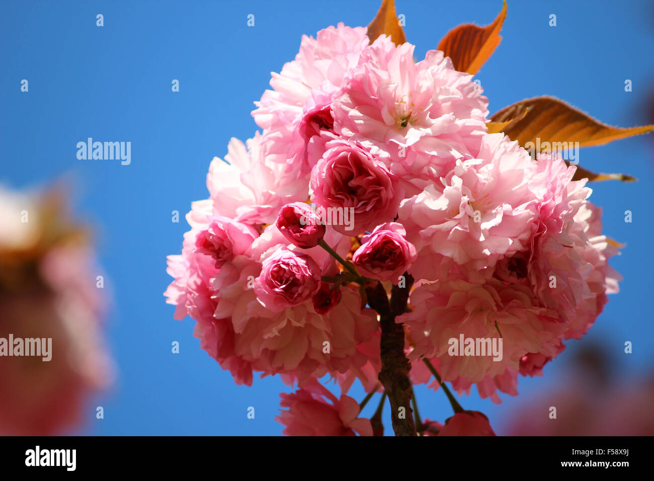 Spring in rome hi-res stock photography and images - Alamy