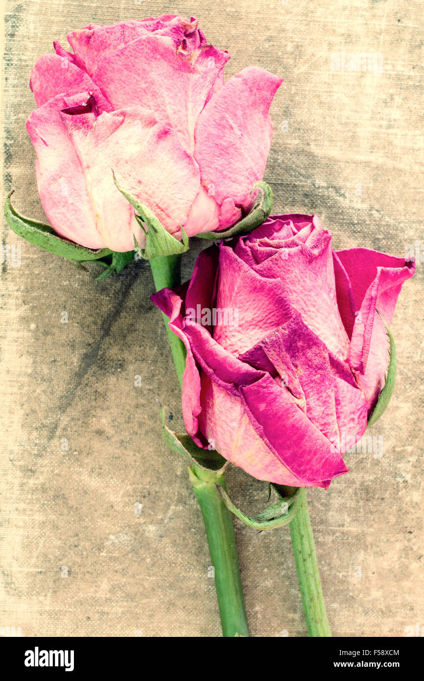 Two old roses on dirty canvas background. Vintage style image Stock ...
