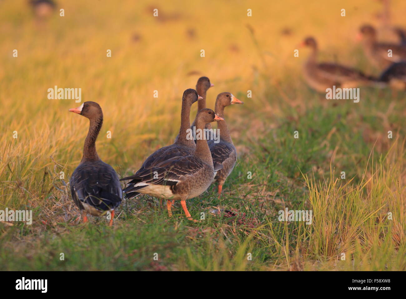 Greater white-fronted goose (Anser albifrons) in Japan Stock Photo - Alamy