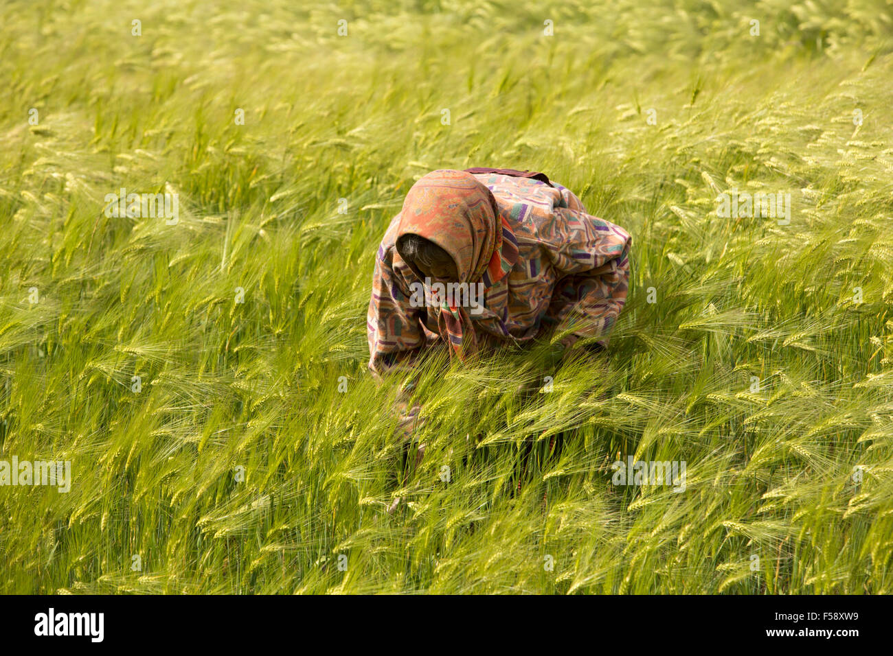 India, Himachal Pradesh, Spiti Valley, Losar village, old woman hand ...