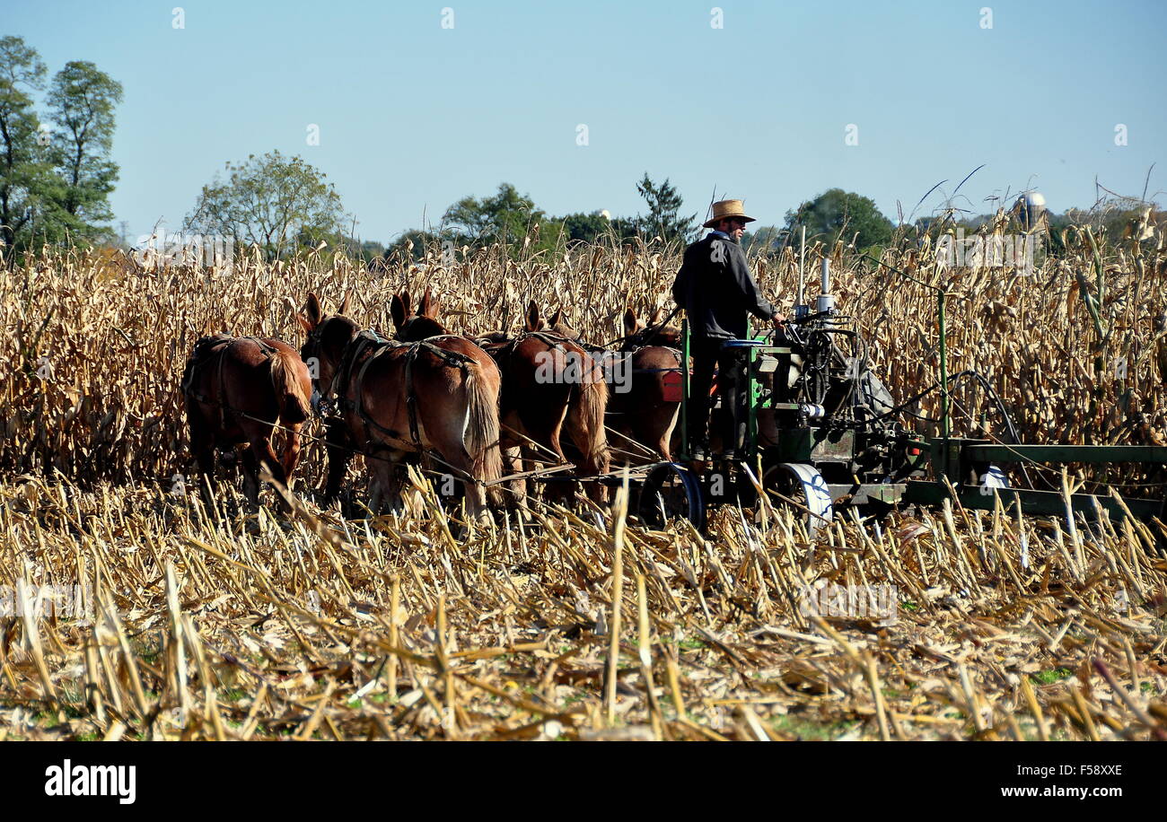 Lancaster County, Pennsylvania: Amish farmer wearing straw hat using a ...