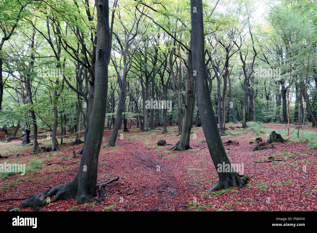Epping forest hi-res stock photography and images - Alamy