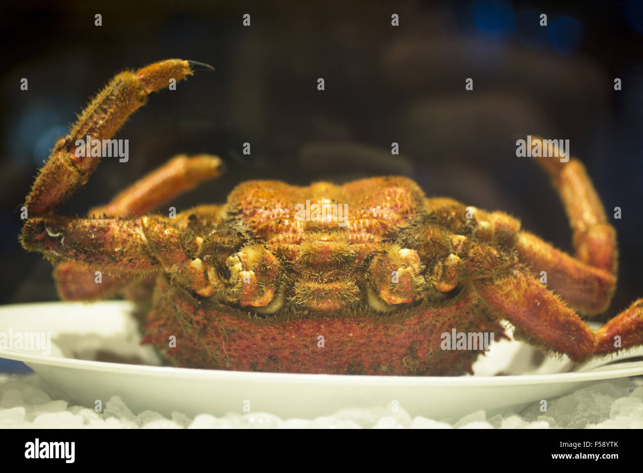 Large stone crab hi-res stock photography and images - Alamy