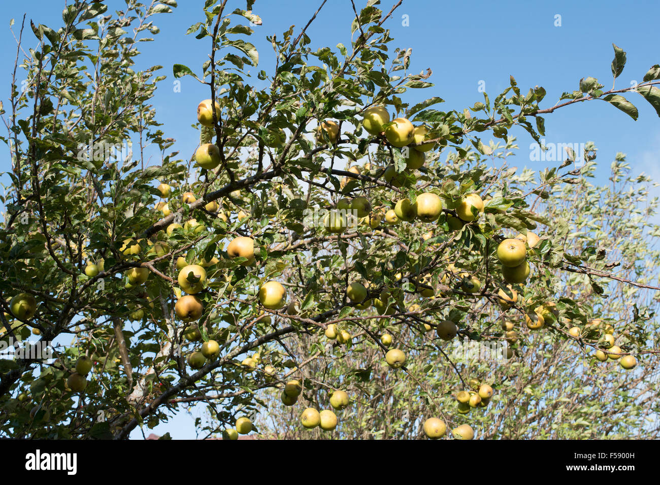Lovely british apples hi-res stock photography and images - Alamy