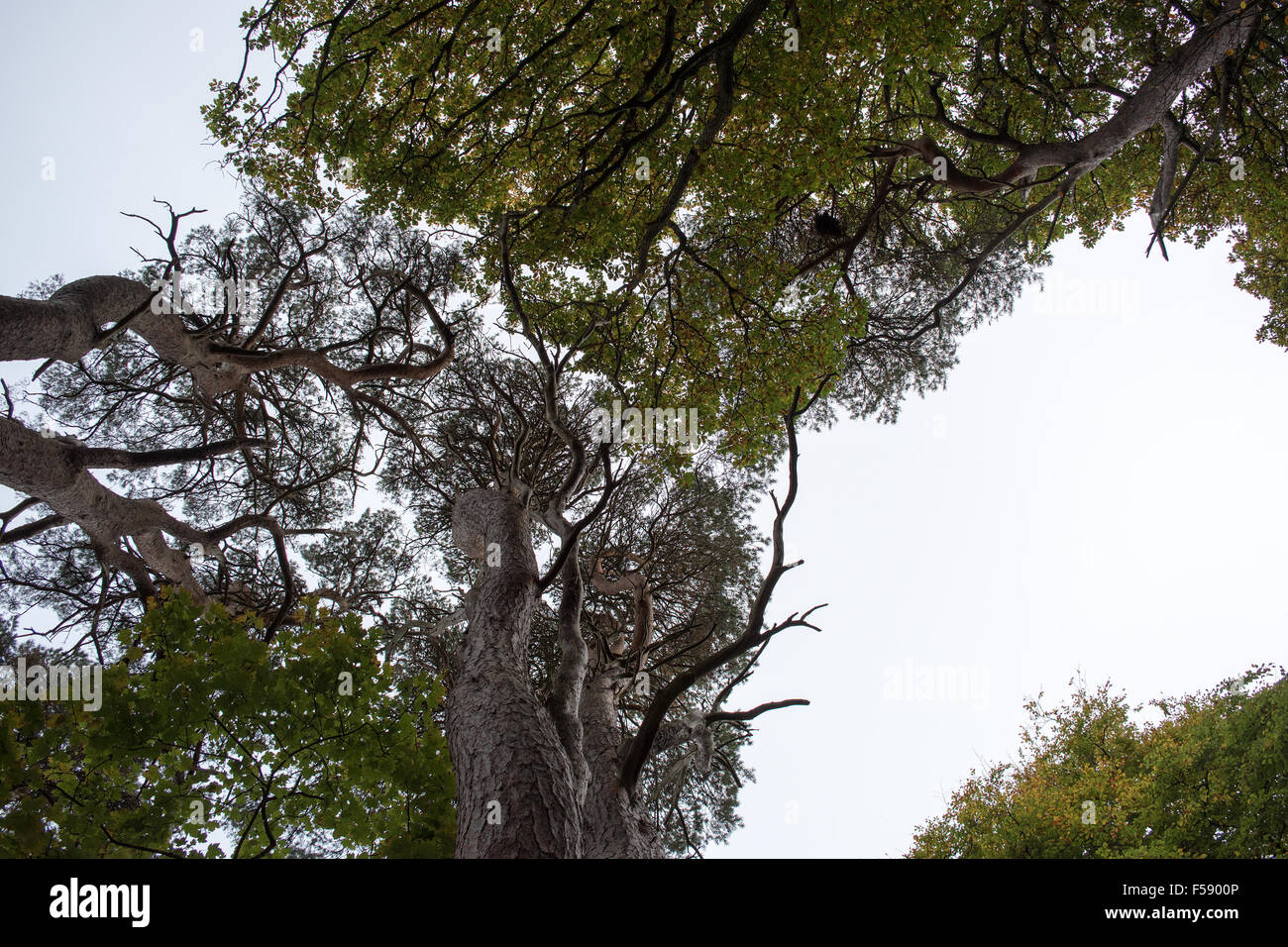 Sessile Oak Trees Stock Photo - Alamy