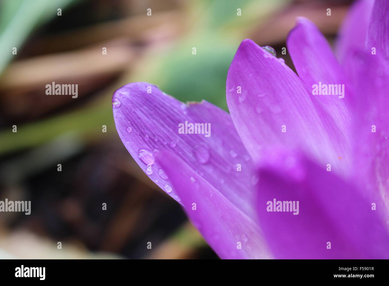 A close up study of a delicate, purple flower. Dew lies on its petals ...