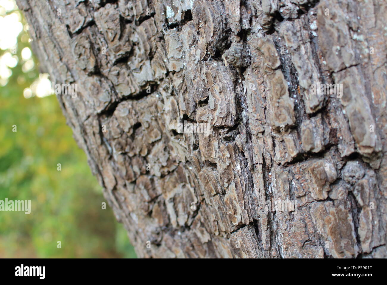This is a detailed close-up of the bark of a tree trunk. The texture ...