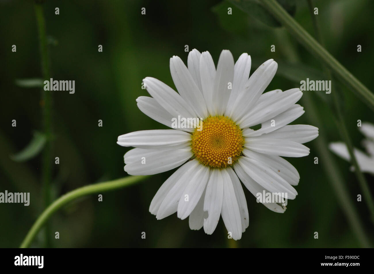 A daisy flower tilting to the right to grab some extra sunshine with ...