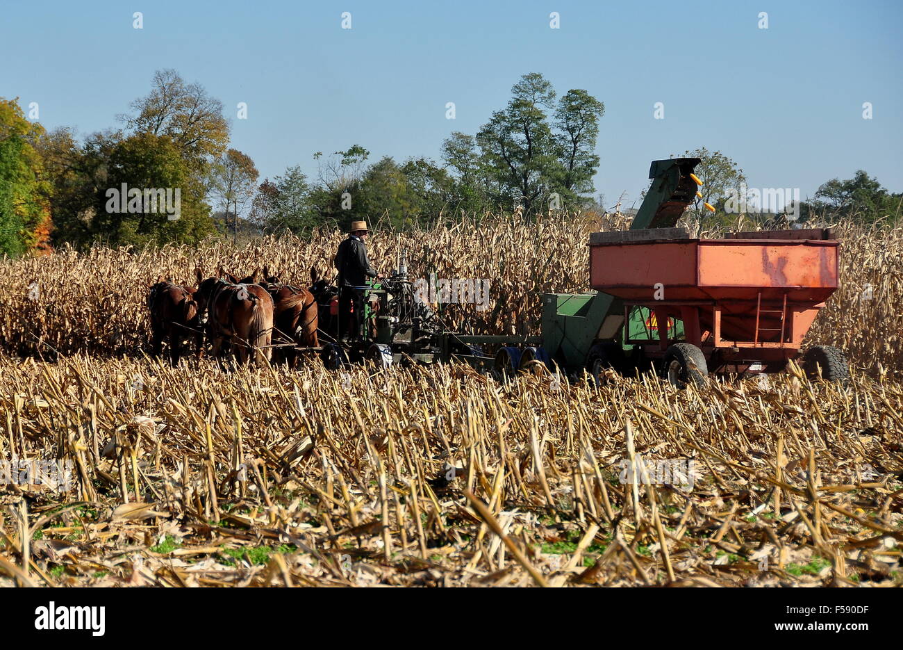 Lancaster County, Pennsylvania: Amish farmer operating a threshing ...