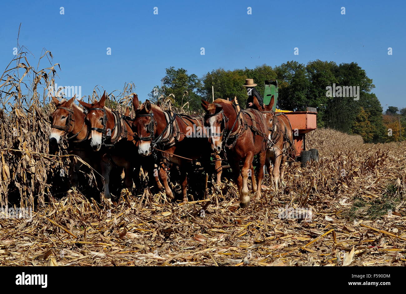 Lancaster County, Pennsylvania: Amish farmer operating a threshing ...