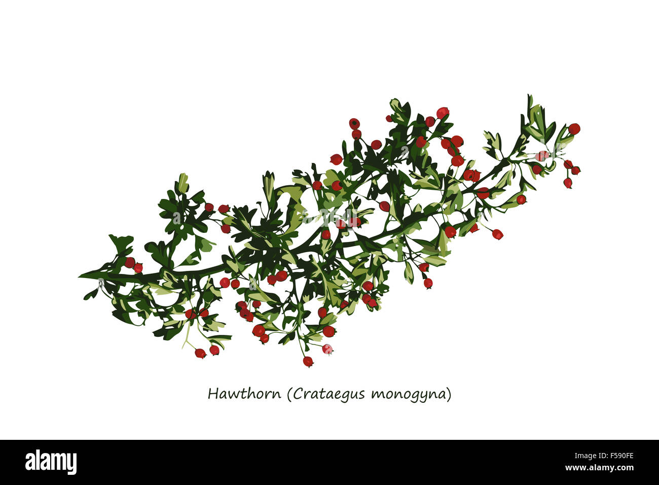 Hawthorn tree drawing hi-res stock photography and images - Alamy