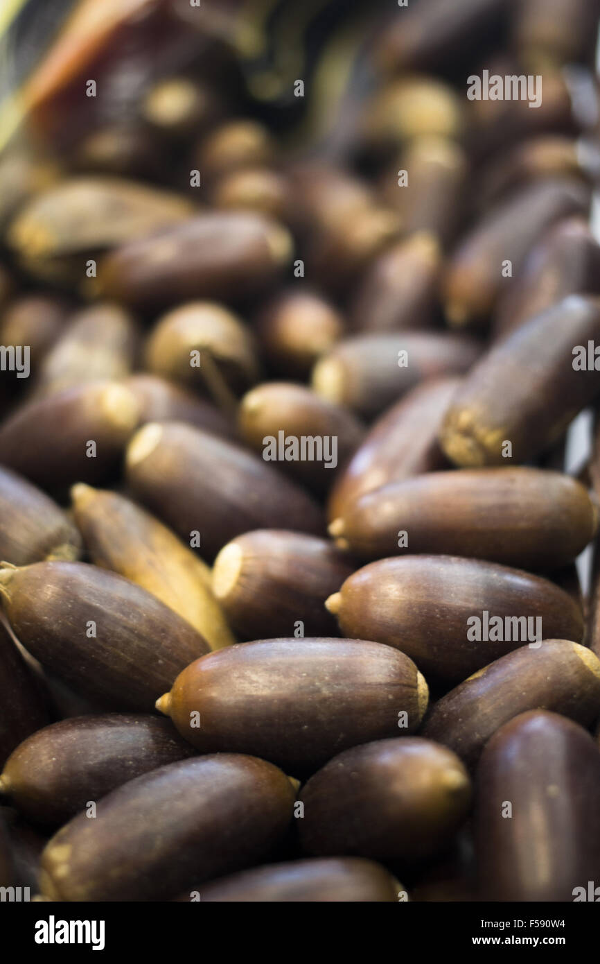 Acorns for acorn fed Iberian Spanish ham pig food Jamon Iberico de ...