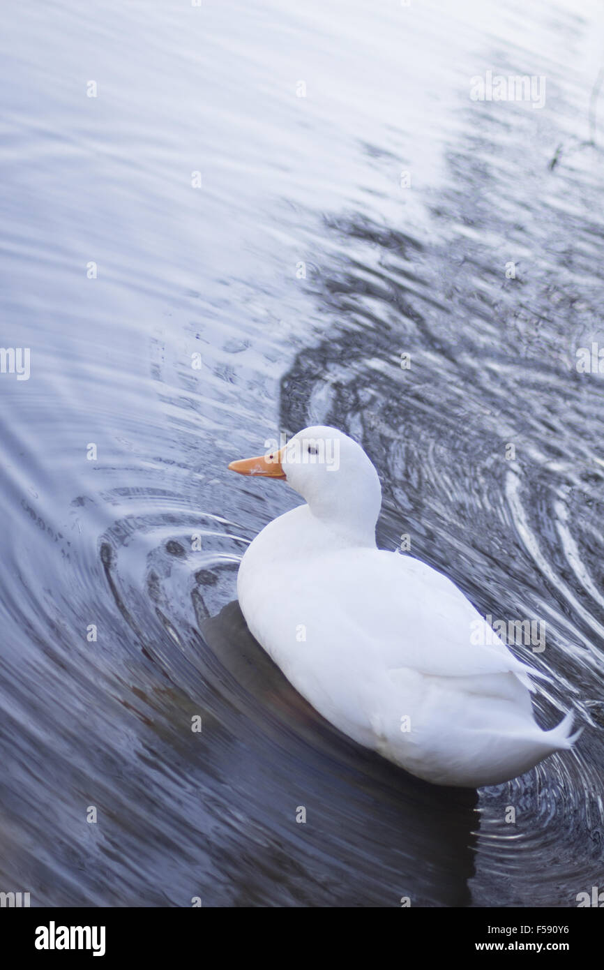 White duck swimming on lake color photo Stock Photo - Alamy