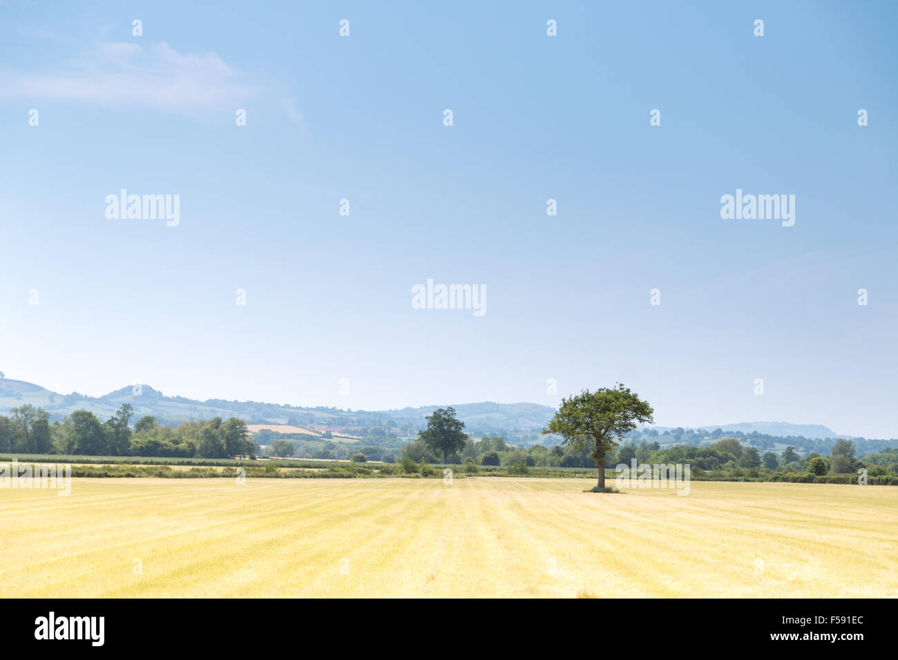 Tree horizon with golden field hi-res stock photography and images - Alamy