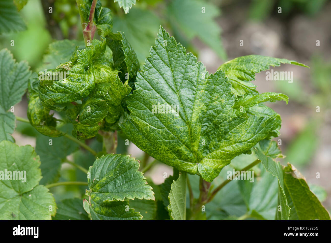 Currant-sowthistle aphid, Hyperomyzus lactucae, leaf distortion and ...