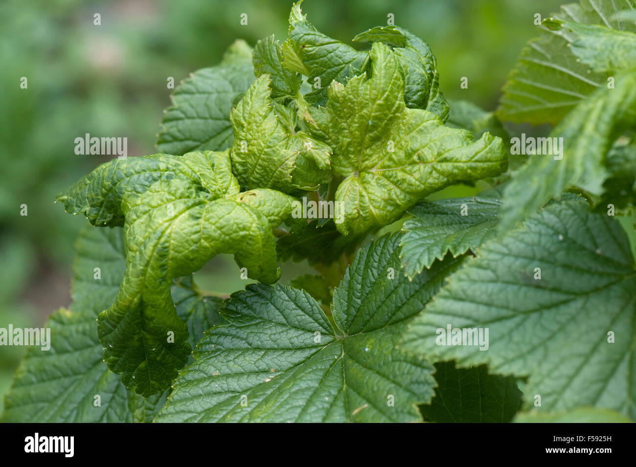 Currant-sowthistle aphid, Hyperomyzus lactucae, leaf distortion and ...