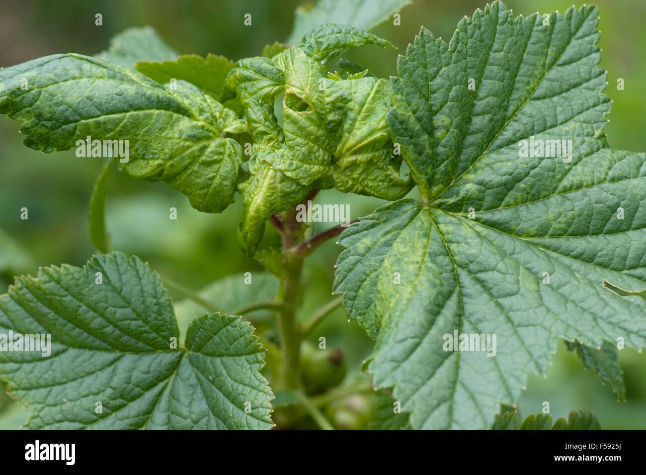 Currant-sowthistle aphid, Hyperomyzus lactucae, leaf distortion and ...