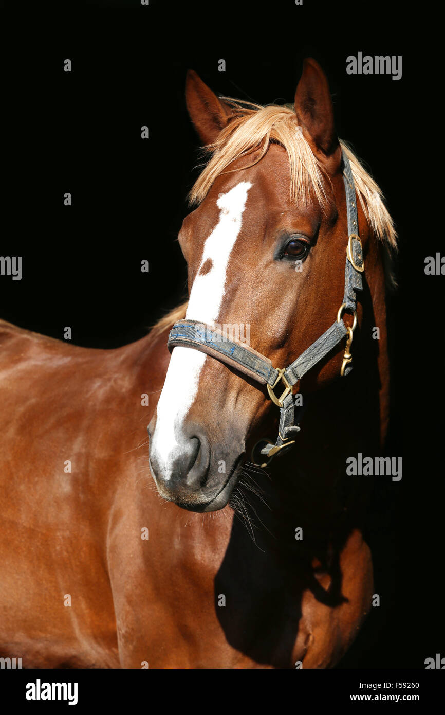 Portrait of chestnut red horse isolated on black background Stock Photo ...