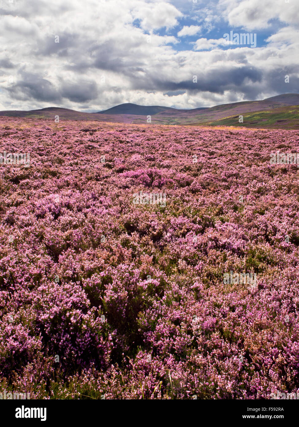 Cheviot hill hi-res stock photography and images - Alamy